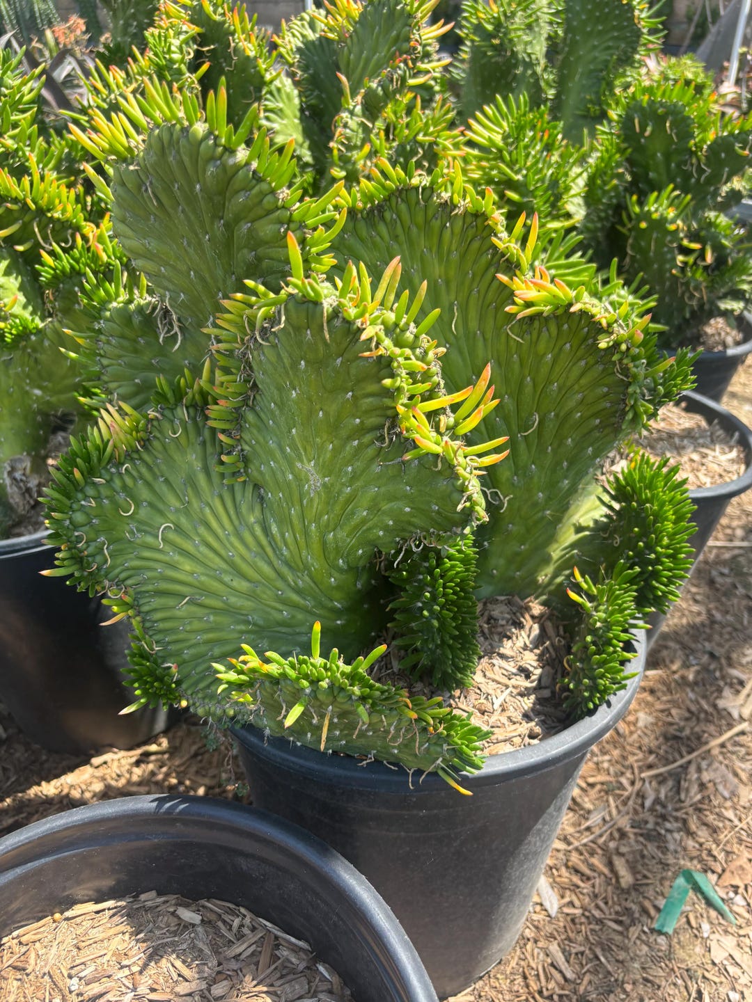 Exciting Eves Needle Cactus Pictures