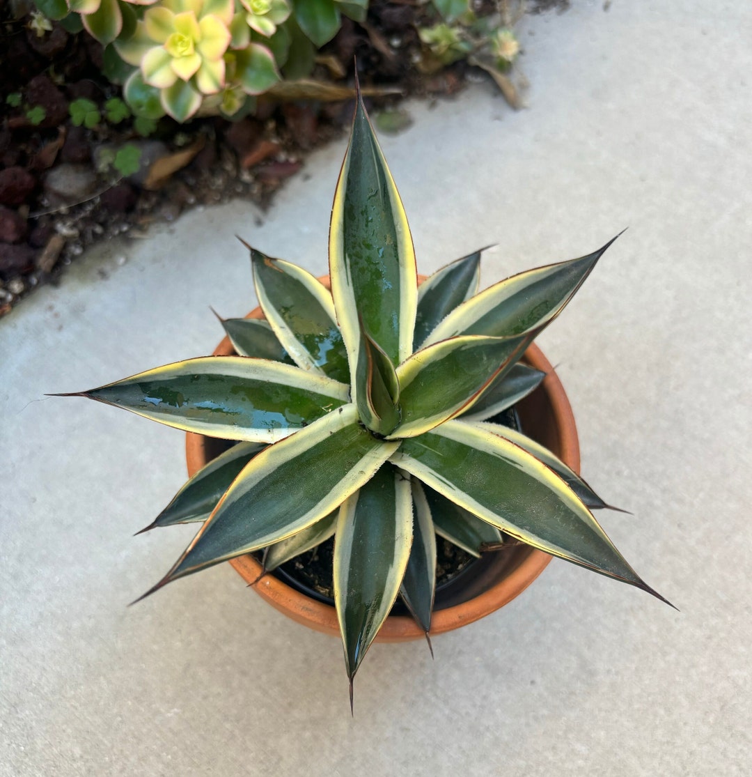 Rare Variegated Agave Snow Glow - Etsy