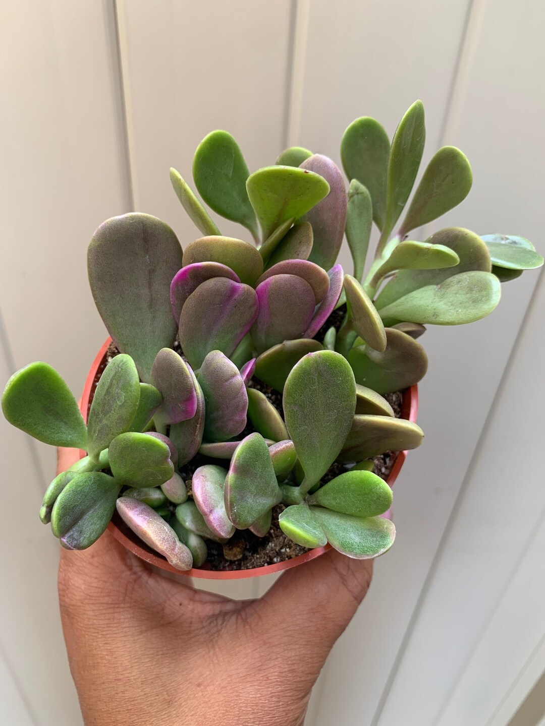 Trailing Jade Succulent (senecio Jacobsenii) - Etsy