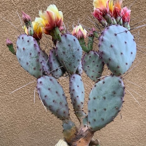 Santa Rita Prickly Pear purple Cactus - Etsy