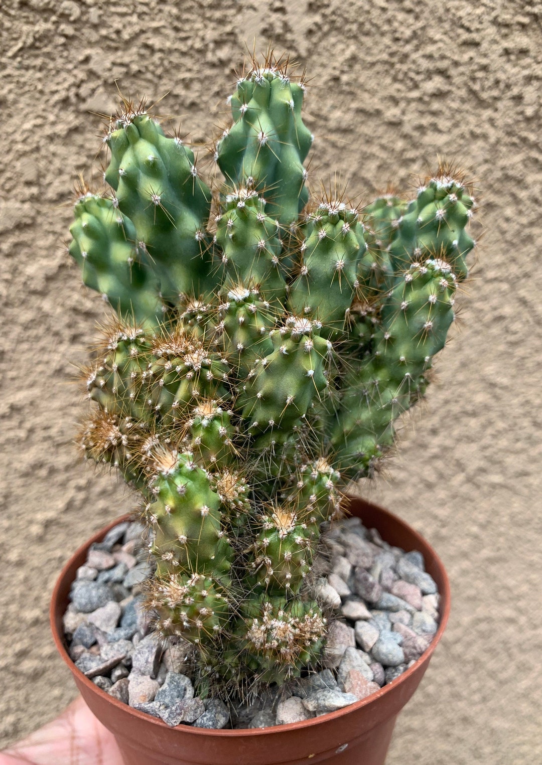 Cereus Peruvianus Monstrose Cactus - Etsy
