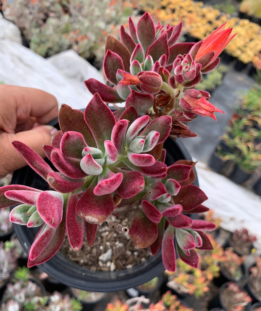 Red Velvety Echeveria Harmsii (ruby Slippers ) Succulent - Etsy