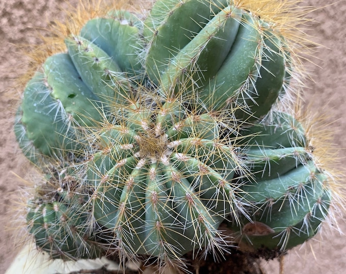 Melocactus Azureus blue Turks Cap Cactus, Live Succulent Plant, Live ...