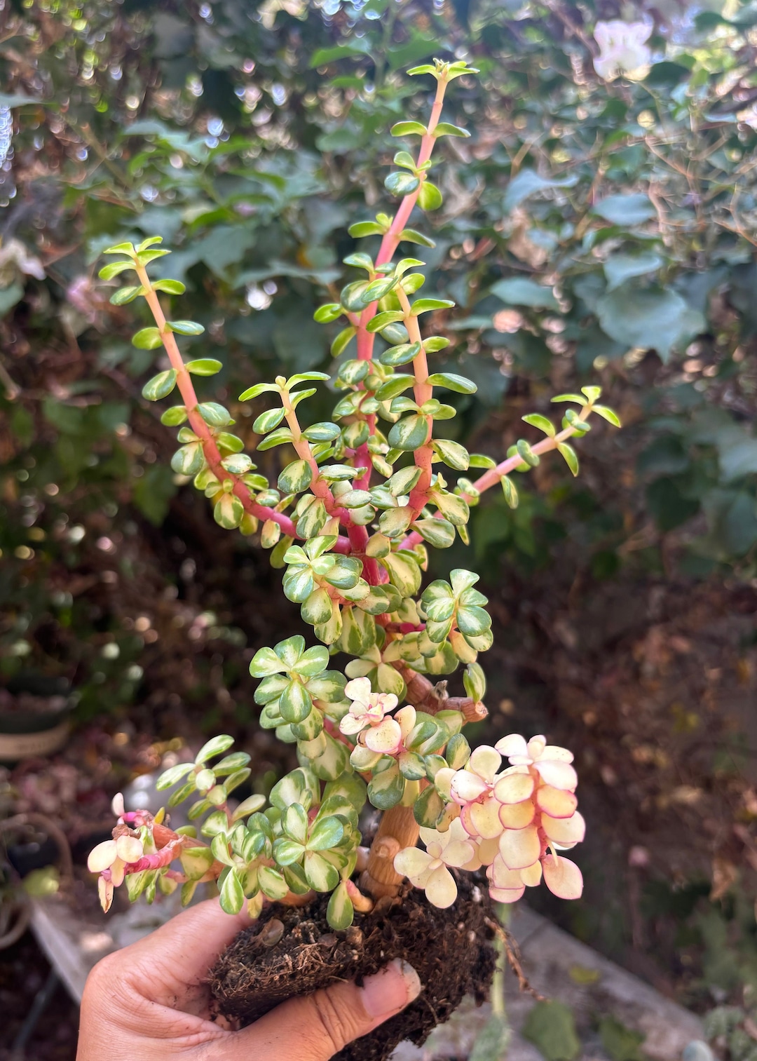 Pink Variegated Elephant Bush Bonsai Plant - Etsy