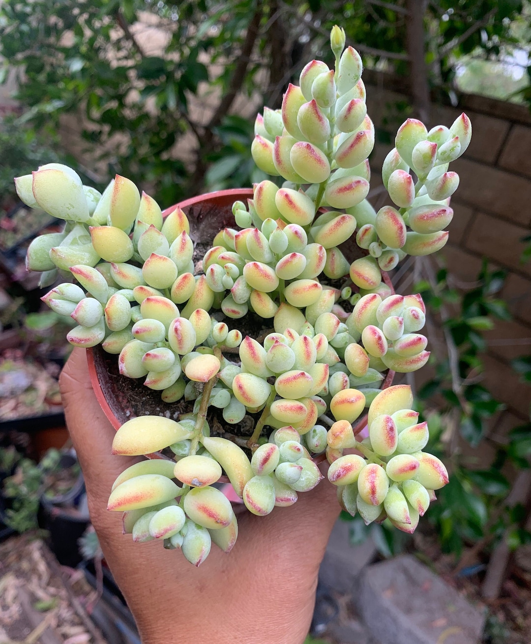 Cute Chubby Cotyledon Pendens Succulent Live Plant - Etsy