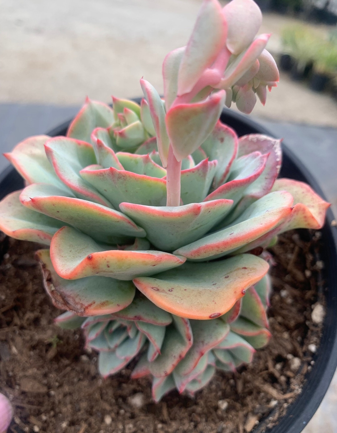 Rare Echeveria Atlantis Succulent Cluster - Etsy