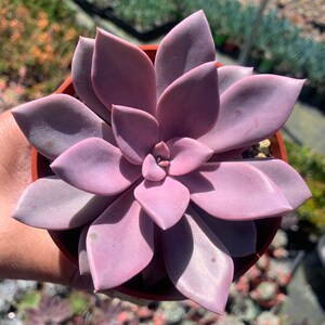 Purple Pastel Colored Plant Graptoveria Debbie Succulent - Etsy