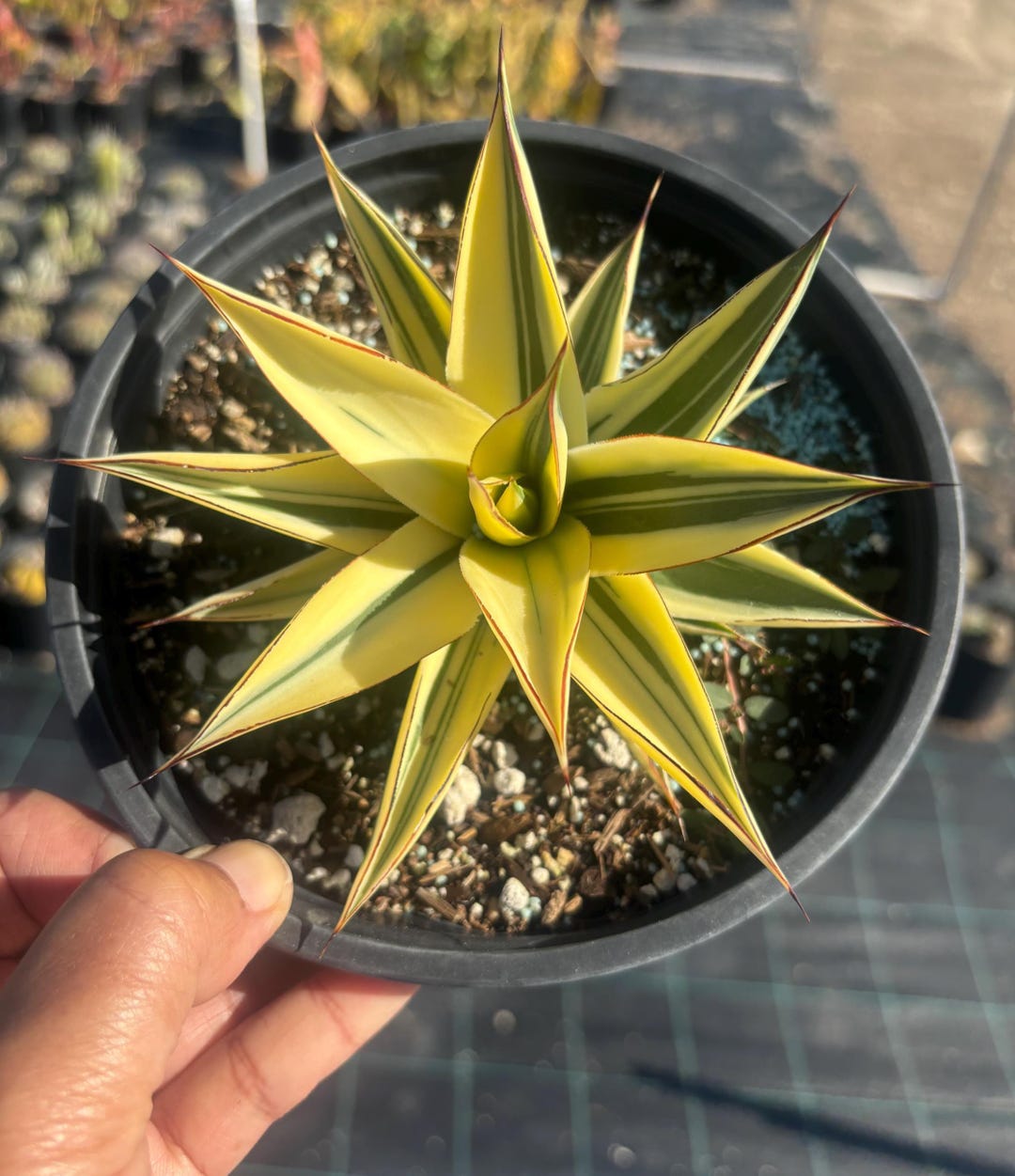 Rare Variegated Agave Snow Glow Plant - Etsy