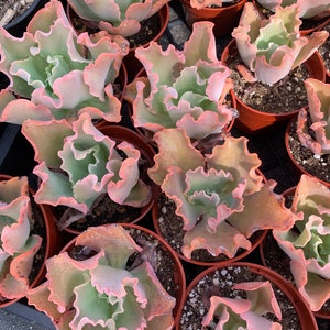 Beautiful, Colorful Ruffled Pink Echeveria Succulent - Etsy