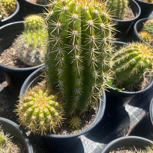 Large Trichocereus Sun Goddess Cactus Cluster - Etsy