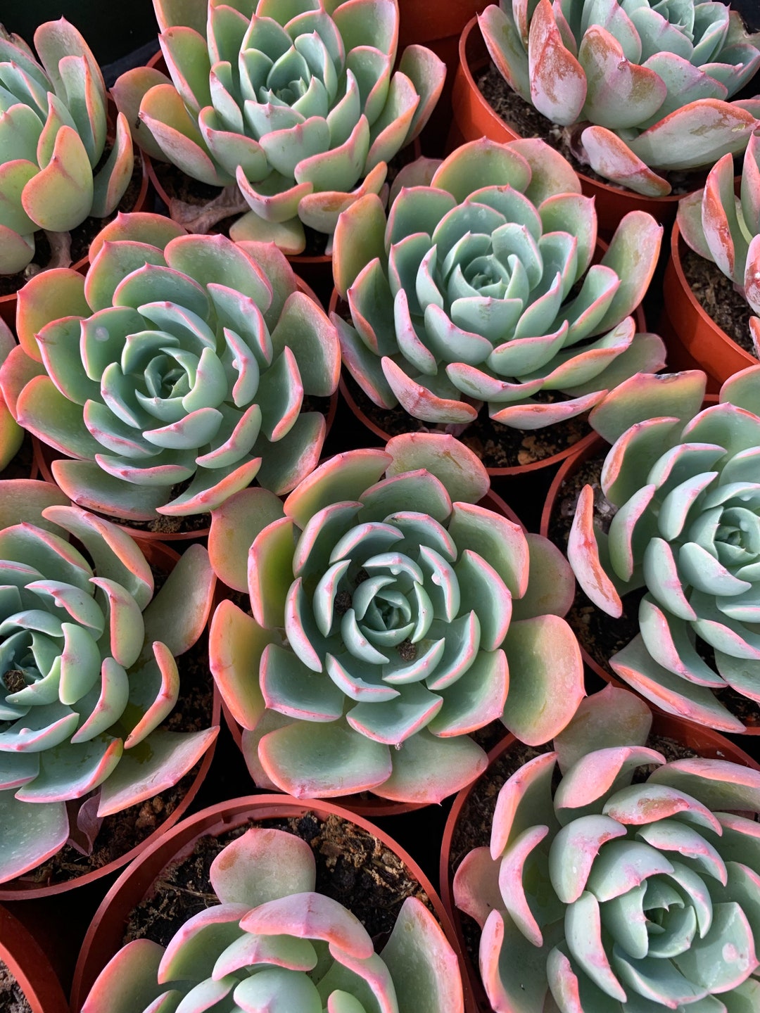 Rare Colorful Echeveria Raindrops Succulent - Etsy