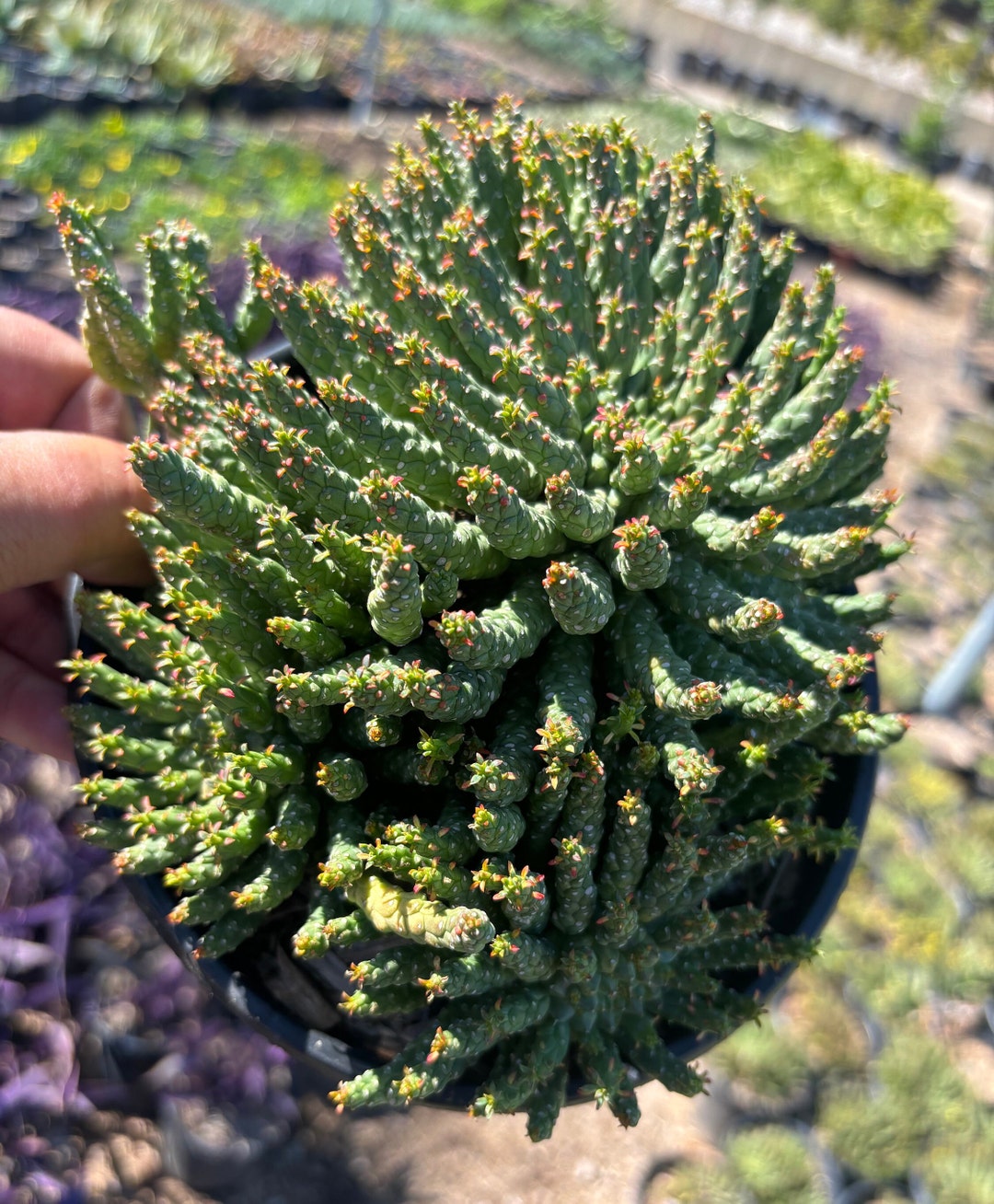 Rare Cactus Euphorbia Medusa Plant Drought Tolerant - Etsy
