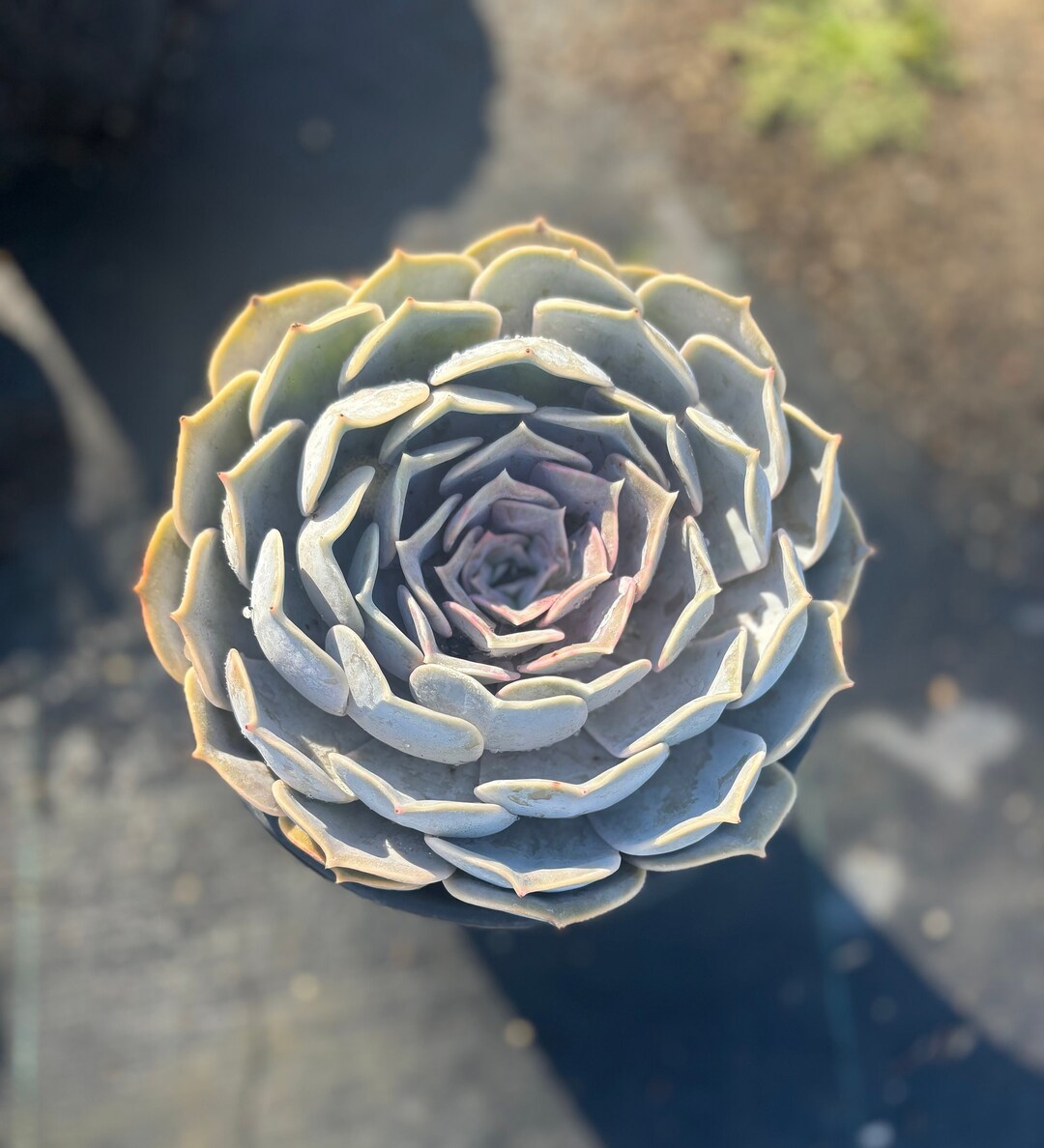 Rare Echeveria Lilacina Succulent 1 Gallon - Etsy