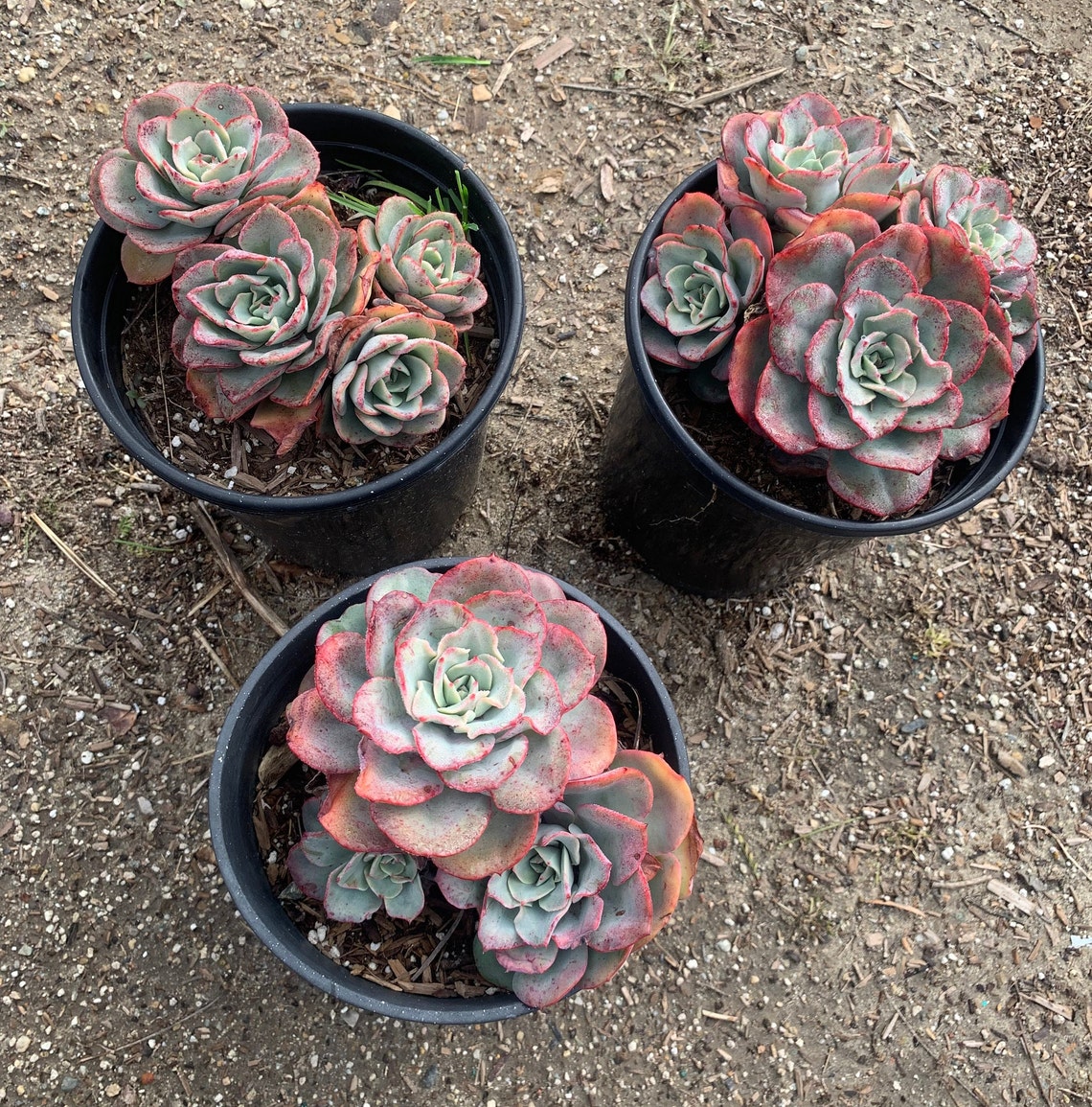 Rare Echeveria Atlantis Succulent Cluster - Etsy