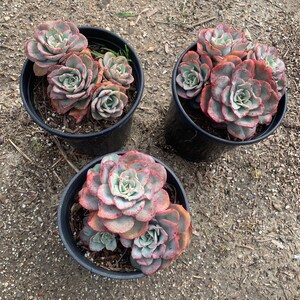 Rare Echeveria Atlantis Succulent Cluster - Etsy