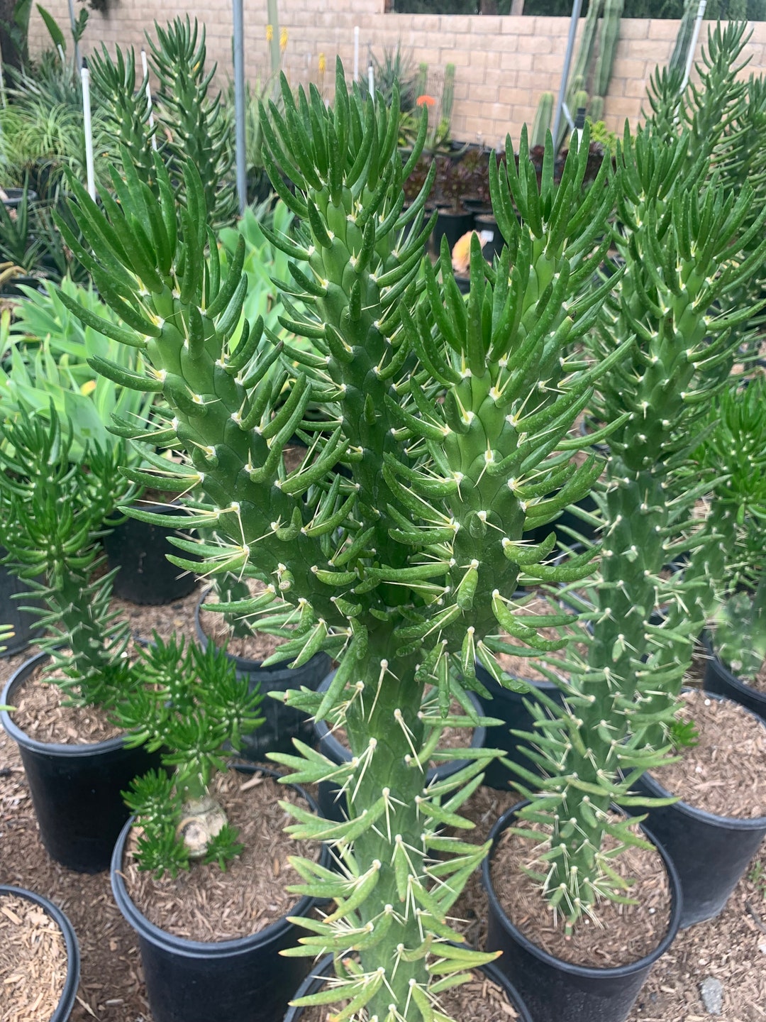 Large Spines Eves Needle Cactus - Etsy