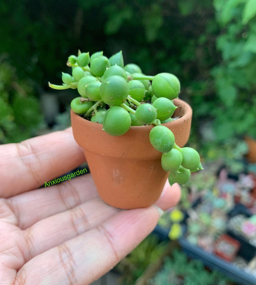 String of Pearls Succulent (senecio Rowleyanus) - Etsy