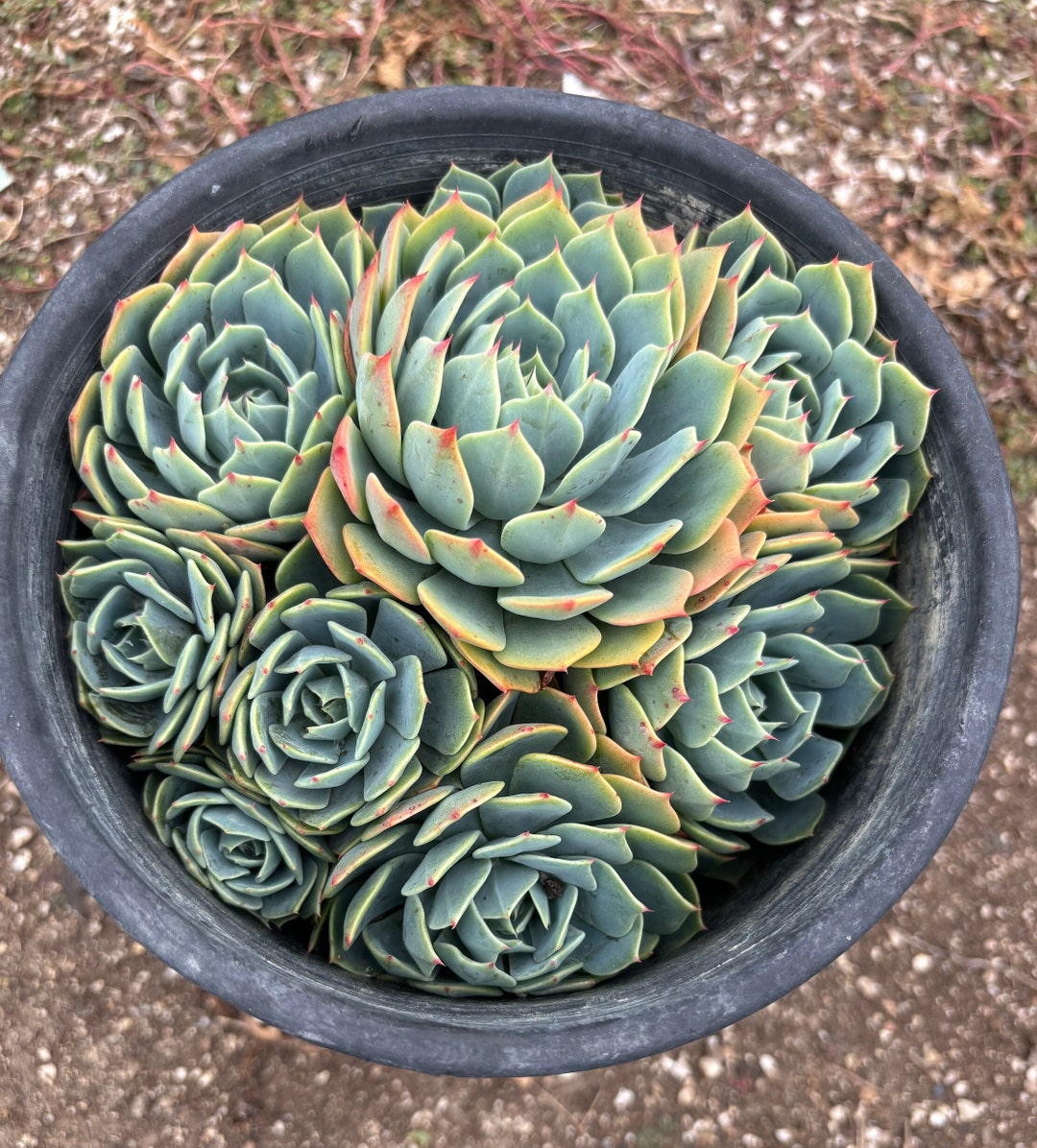 Blue Echeveria Succulent Plant - Etsy