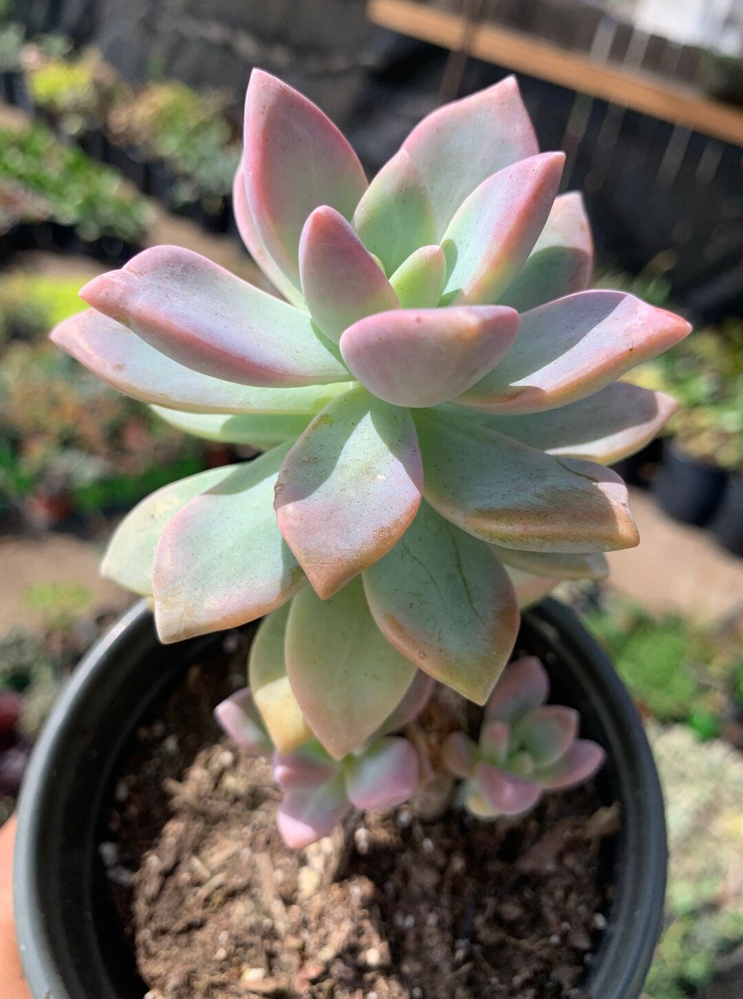 Rainbow Pastel Colored Easy Growing Grapto Succulent Plant - Etsy