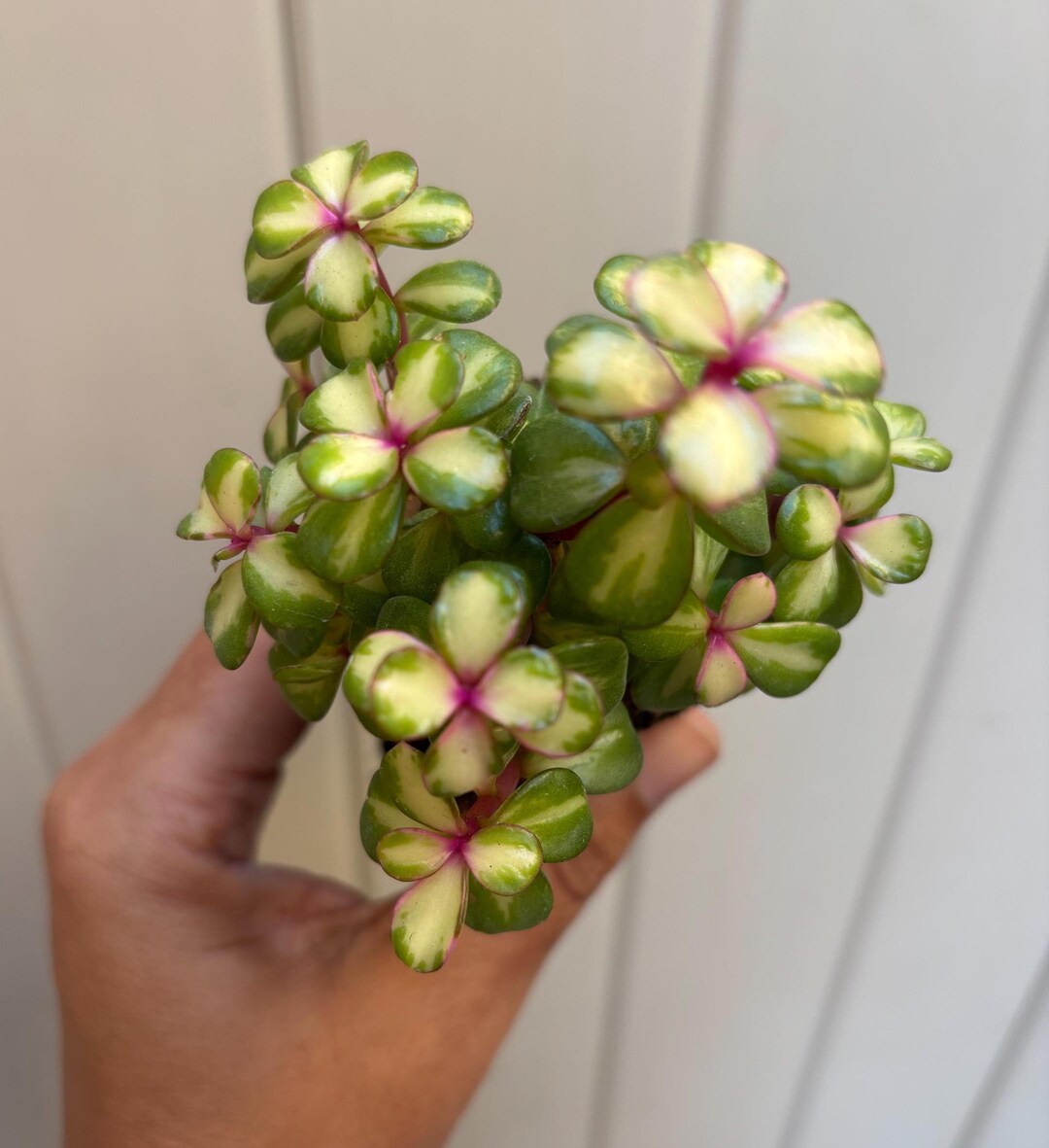 Variegated Colorful Rainbow Elephant Bush Succulent - Etsy