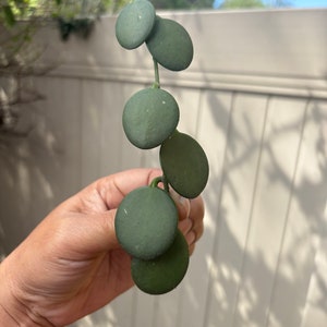 Green String Houseplant String of Coins Indoor or Outdoor Plant Easy ...