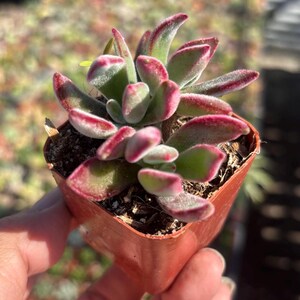 Red Velvety Echeveria Harmsii (ruby Slippers ) Succulent - Etsy