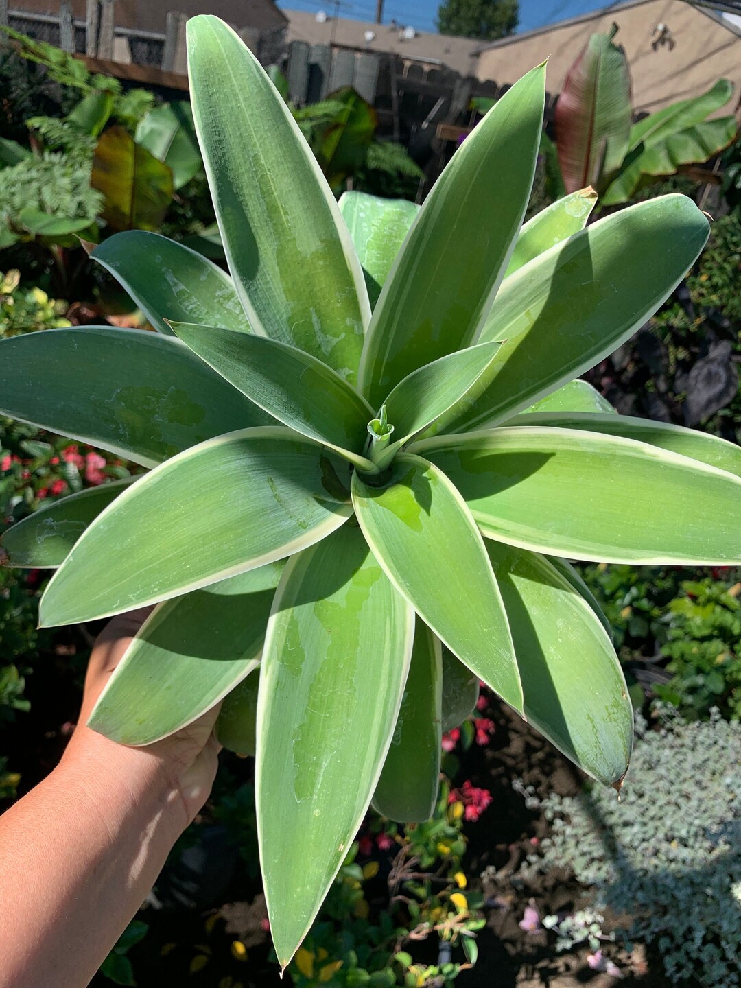 Rare Agave Variegated Attenuata Plant Etsy