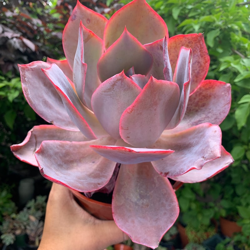 Echeveria - Etsy