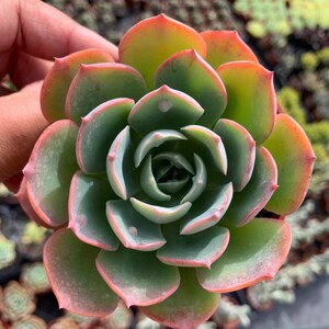 Rare Colorful Echeveria Raindrops Succulent - Etsy
