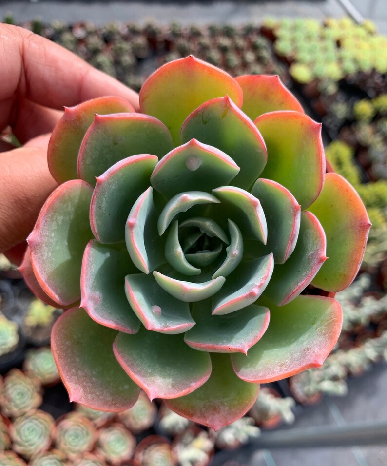 Rare Colorful Echeveria Raindrops Succulent - Etsy