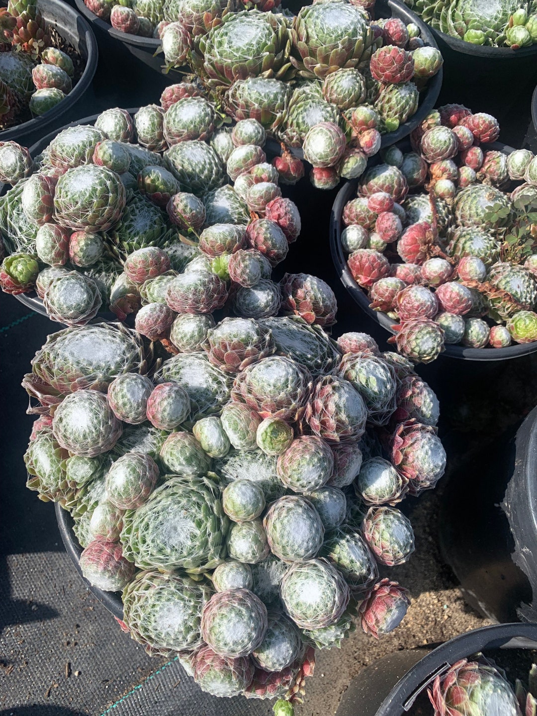 Sempervivum Cob Web Hens and Chicks Succulent - Etsy
