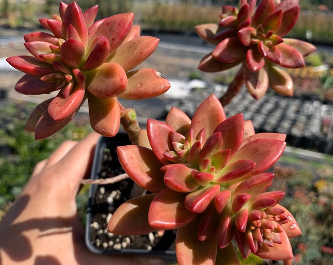 Echeveria Succulent Hybrid - Etsy