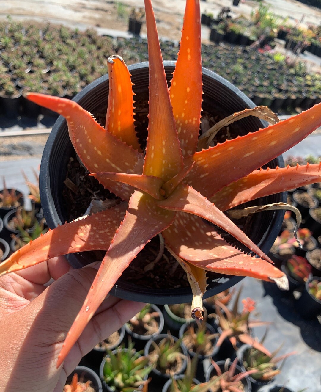 Rare Aloe Maculata Sun Loving Outdoor Cactus Plant - Etsy