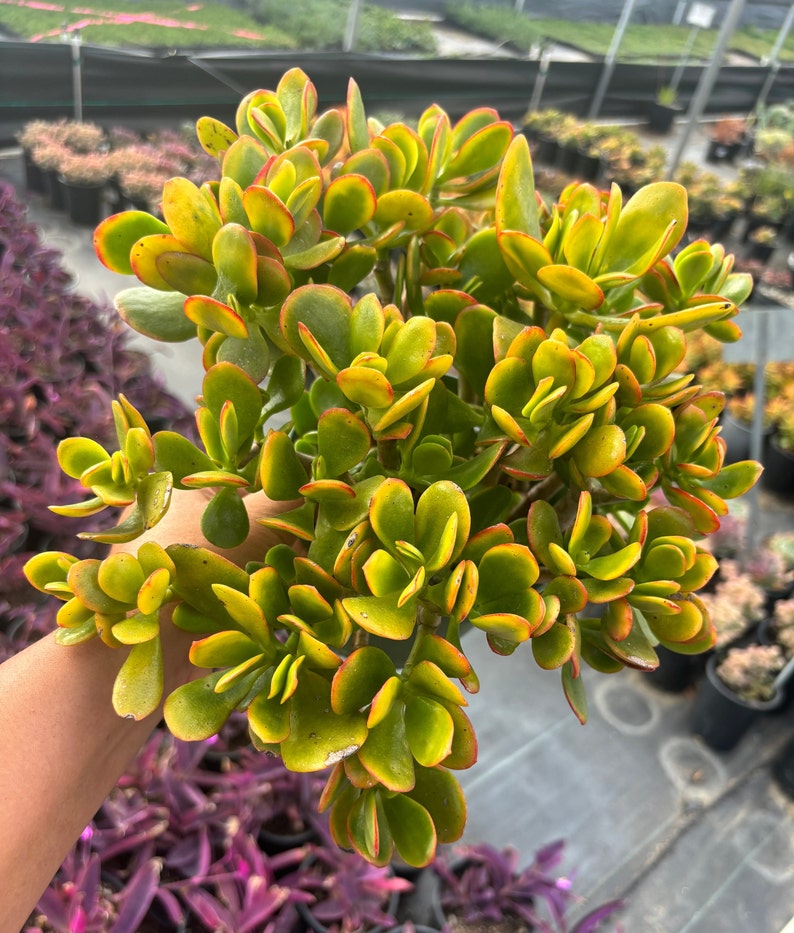 Crassula Ovata Hummel's Sunset Succulent Tree - Etsy