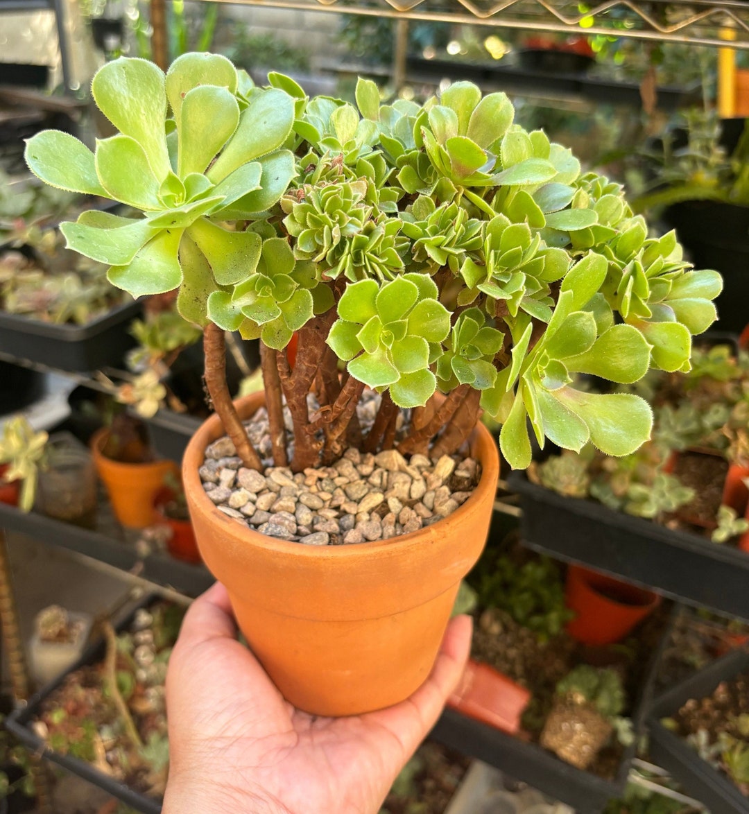 Rare Aeonium Blushing Beauty Crested Succulent - Etsy