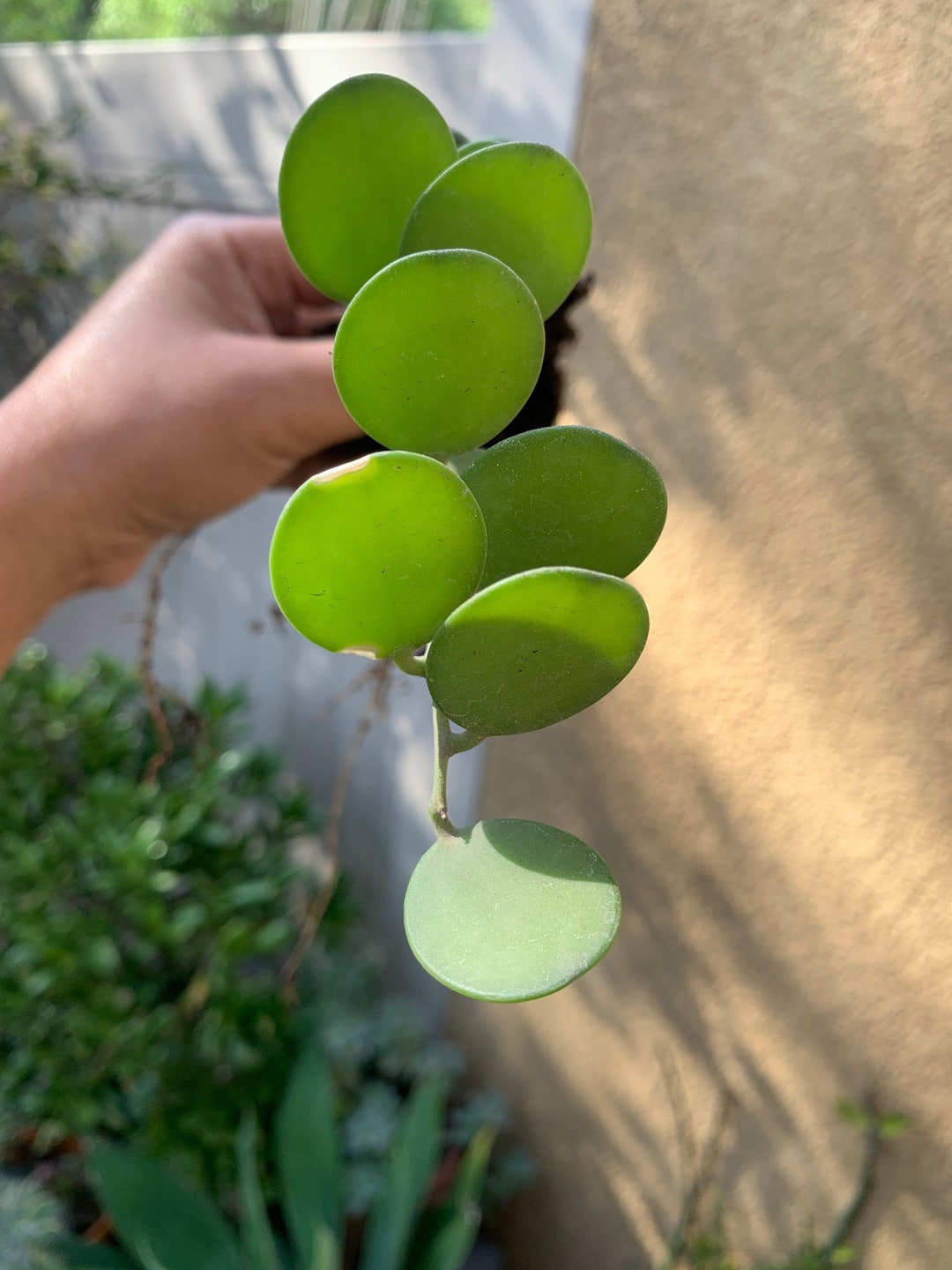 Green String Houseplant String of Coins Indoor or Outdoor Plant Easy ...