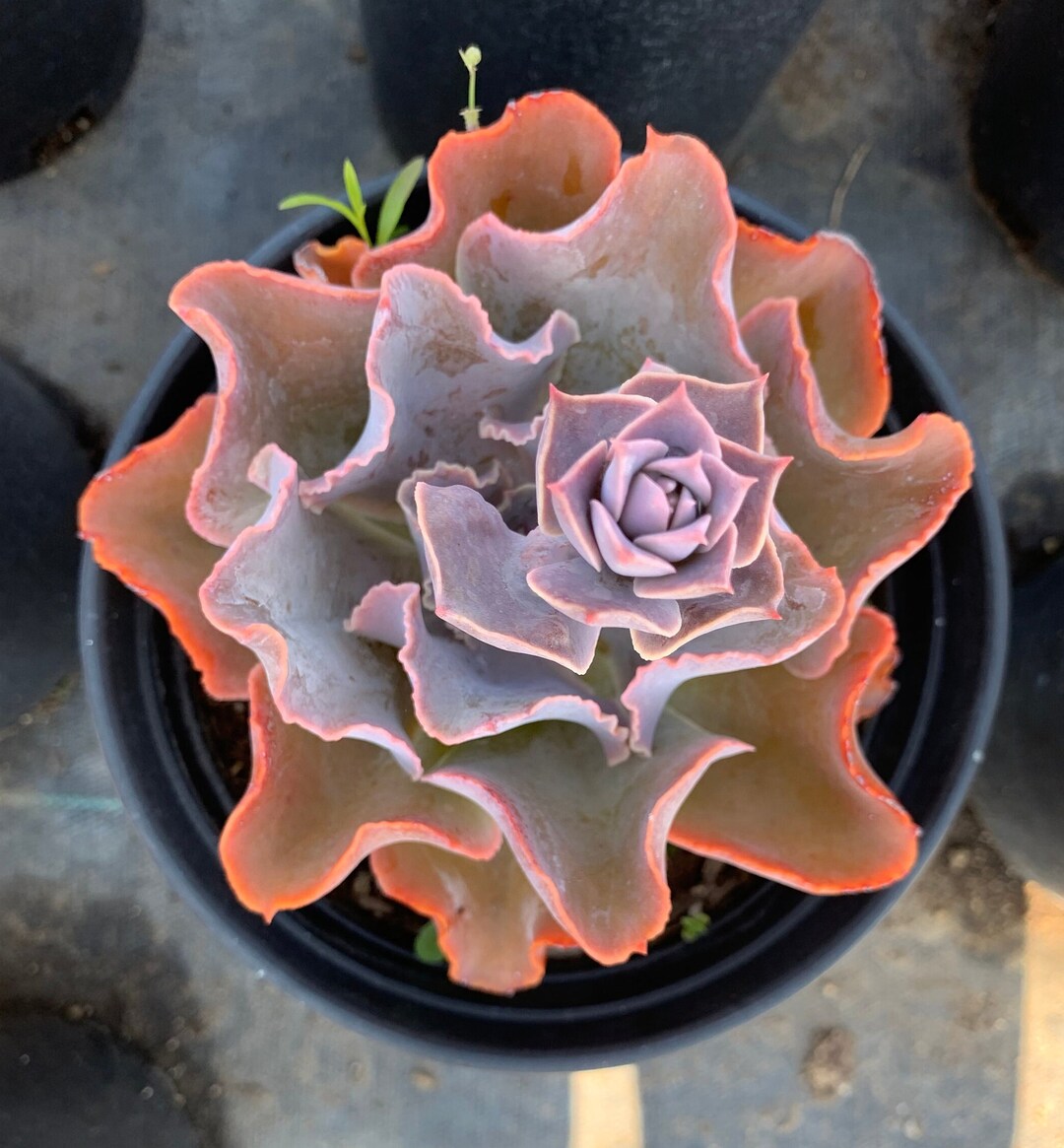 Colorful Purple Echeveria Hybrid Bumpy Succulent - Etsy