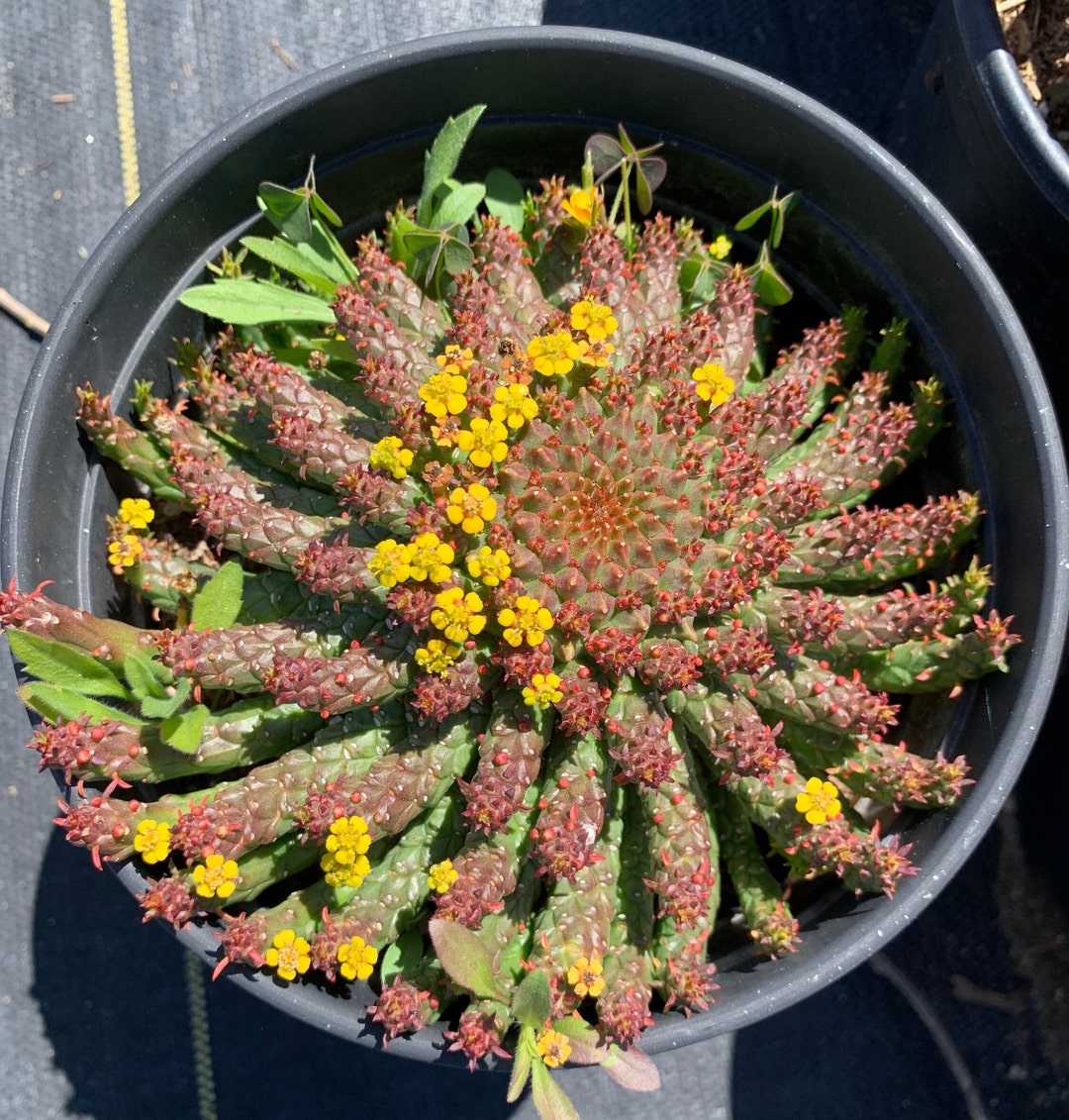 Rare Cactus Euphorbia Medusa Plant Drought Tolerant - Etsy