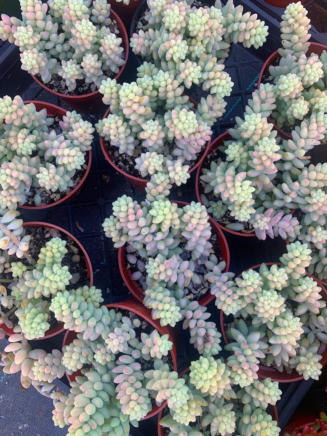 Donkey Tails Succulent (sedum Morganianum) Plant - Etsy