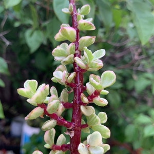 Variegated Rainbow Elephant Bush Succulent - Etsy