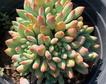 Sedeveria Blue Elf, Rare Succulents - Etsy
