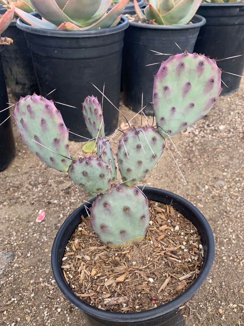 Santa Rita Prickly Pear purple Cactus - Etsy