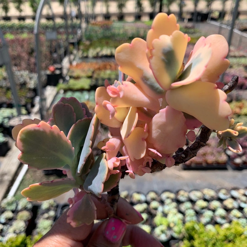 Variegated Kalanchoe - Etsy