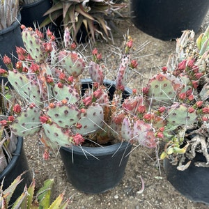 Santa Rita Prickly Pear (purple Cactus) - Etsy