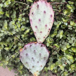 Santa Rita Prickly Pear (purple Cactus) - Etsy