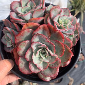 Rare Echeveria Atlantis Succulent Cluster - Etsy