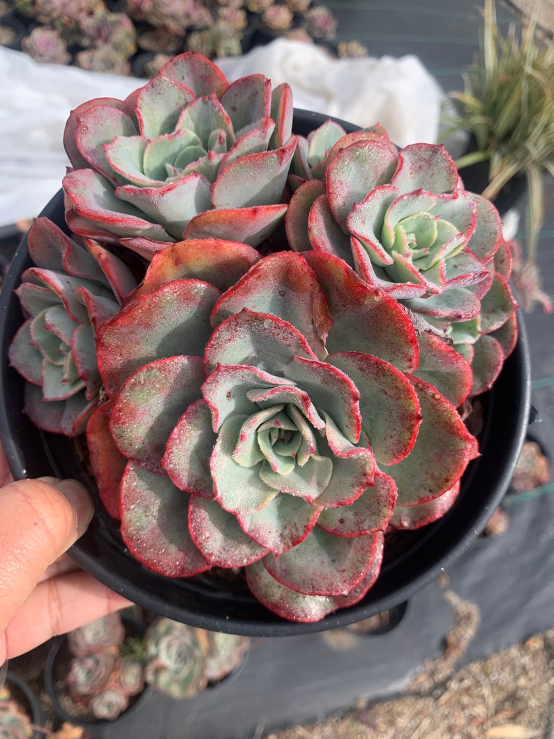 Rare Echeveria Atlantis Succulent Cluster - Etsy