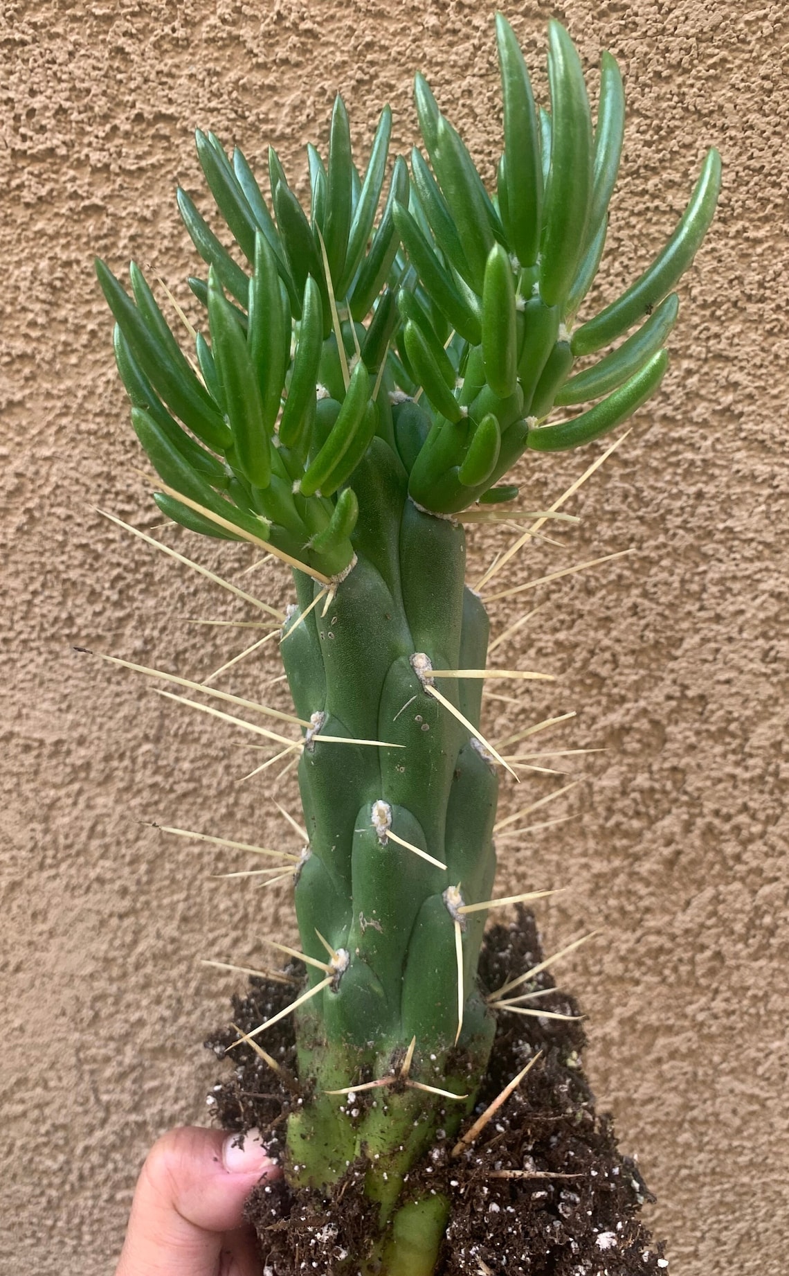 Large Spines Eves Needle Cactus - Etsy