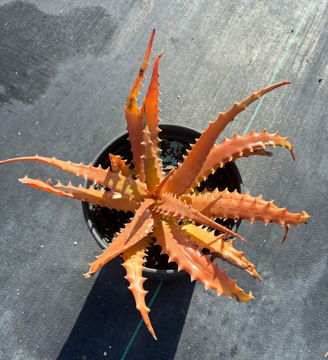 Rare Aloe Dorotheae - Etsy