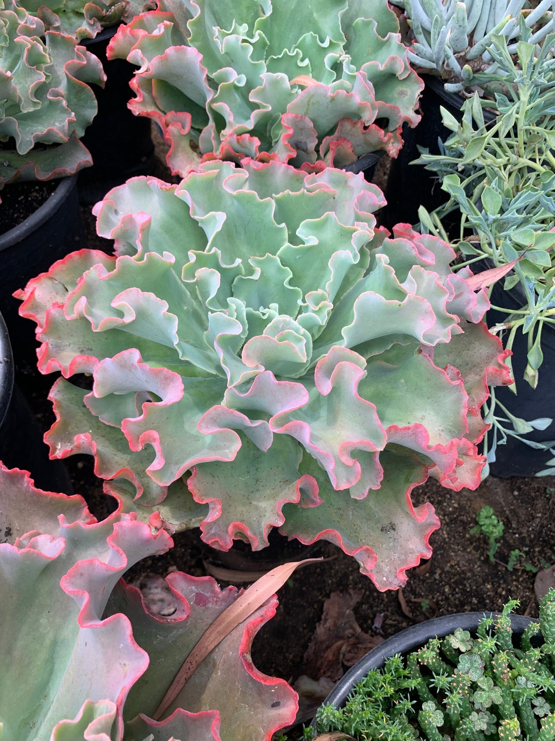Beautiful, Colorful Ruffled Pink Echeveria Succulent - Etsy